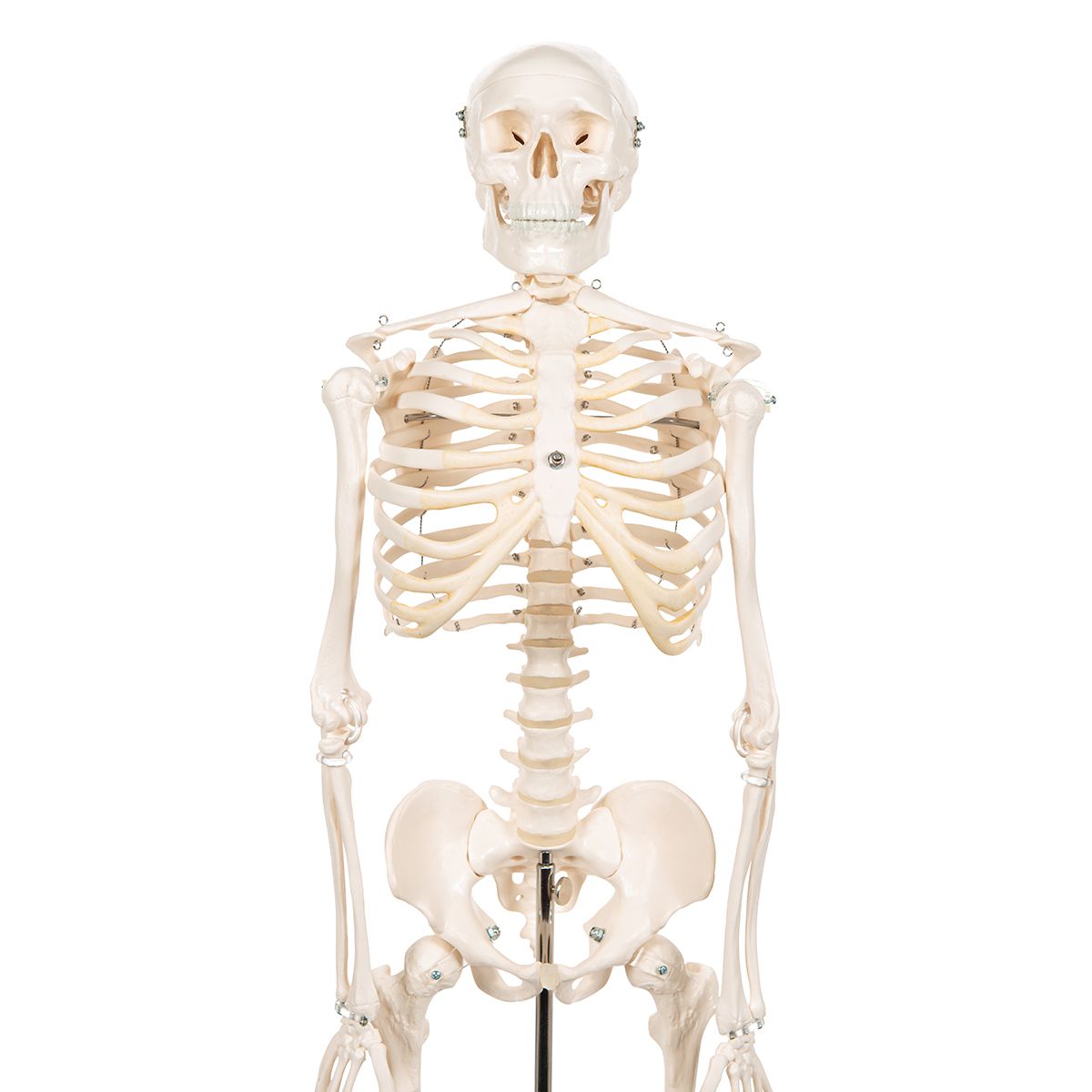 Mini-squelette Shorty, sur socle A18 à 219,31 €.Anatomie